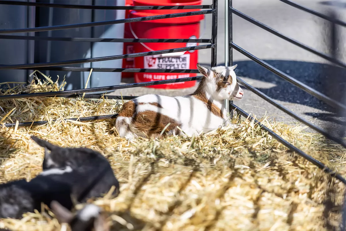 PHOTOS: Everything We Saw At Nulu Bock Fest 2024
